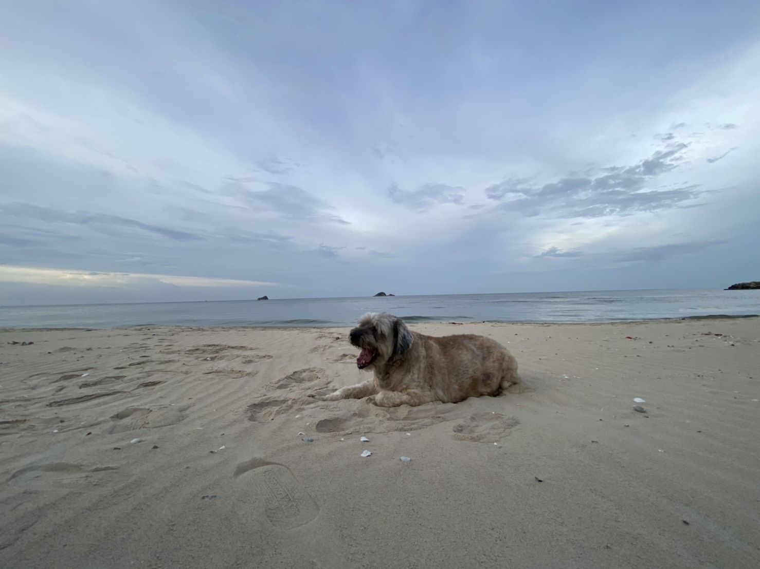 Why Golden Oldies are wonderful - 5 reasons to adopt a senior dog ...